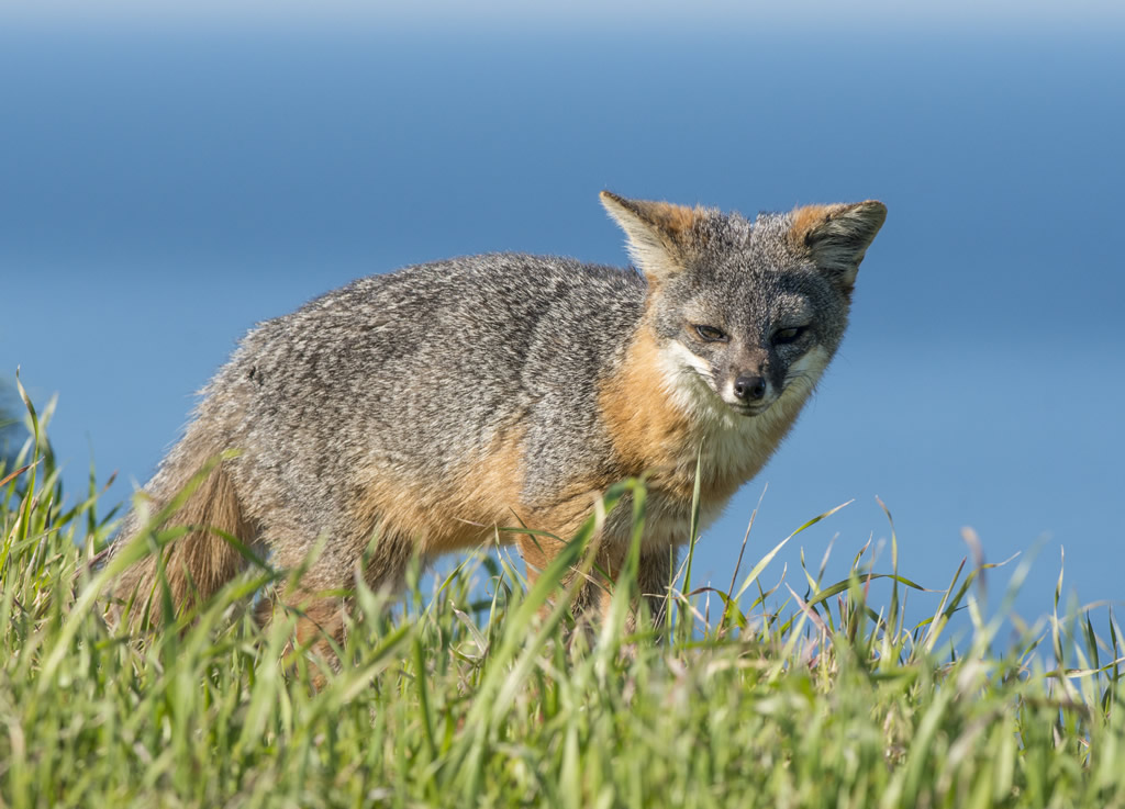 California Wildlife Photo of the Year Contest****