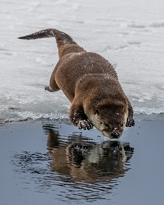 California Wildlife Photo of the Year Contest****